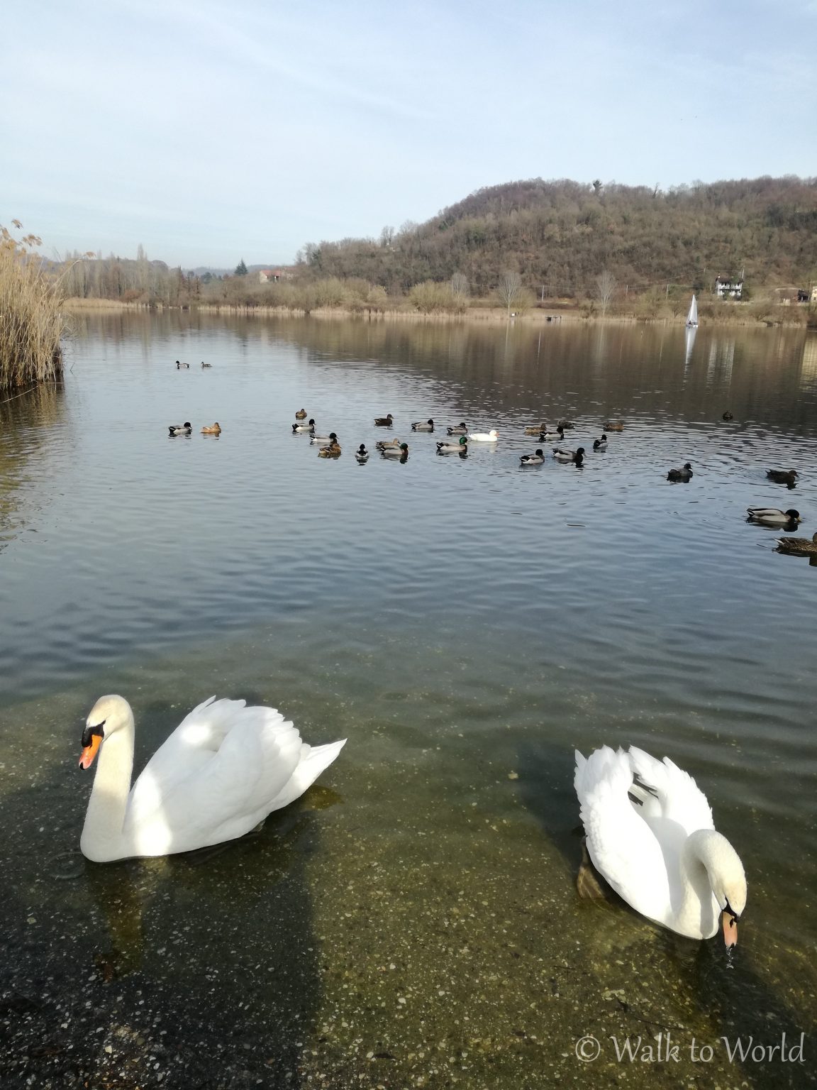 Passeggiata con il cane al Lago di Fimon - Walk to World