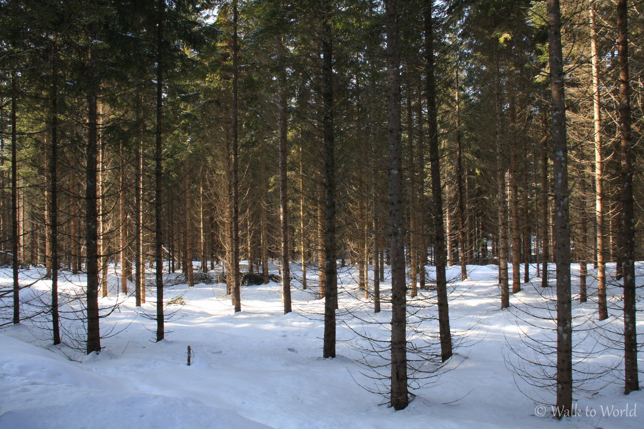 Val di Nos passeggiata nel bosco innevato con il cane - Walk to World