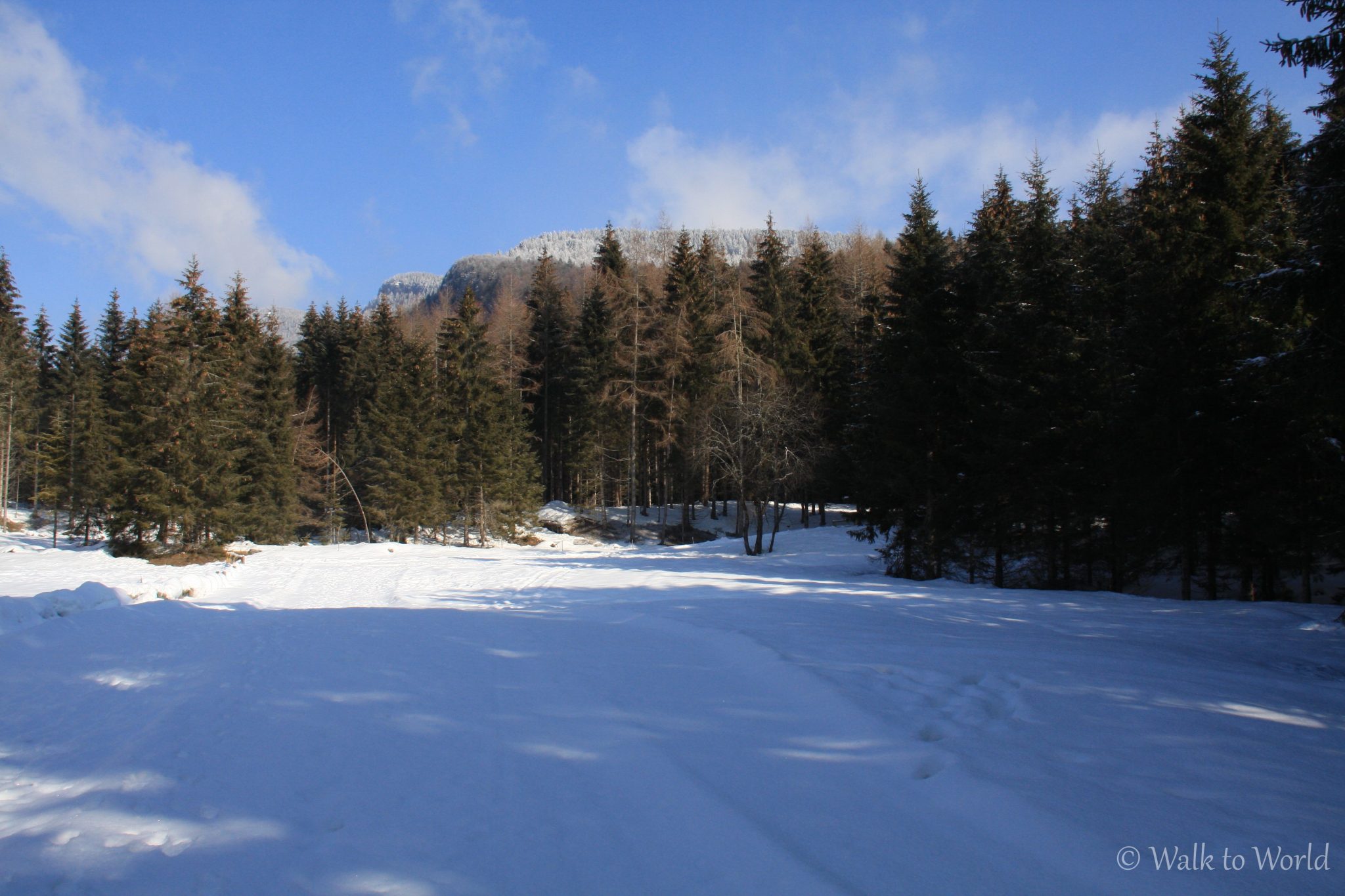 Val di Nos passeggiata nel bosco innevato con il cane - Walk to World