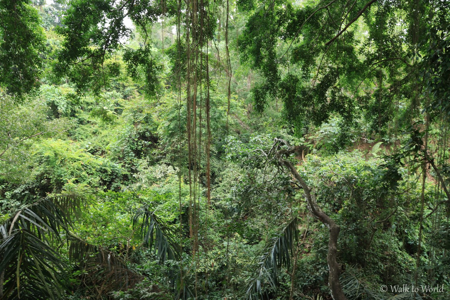 La Monkey Forest di Ubud: informazioni e consigli - Walk to World