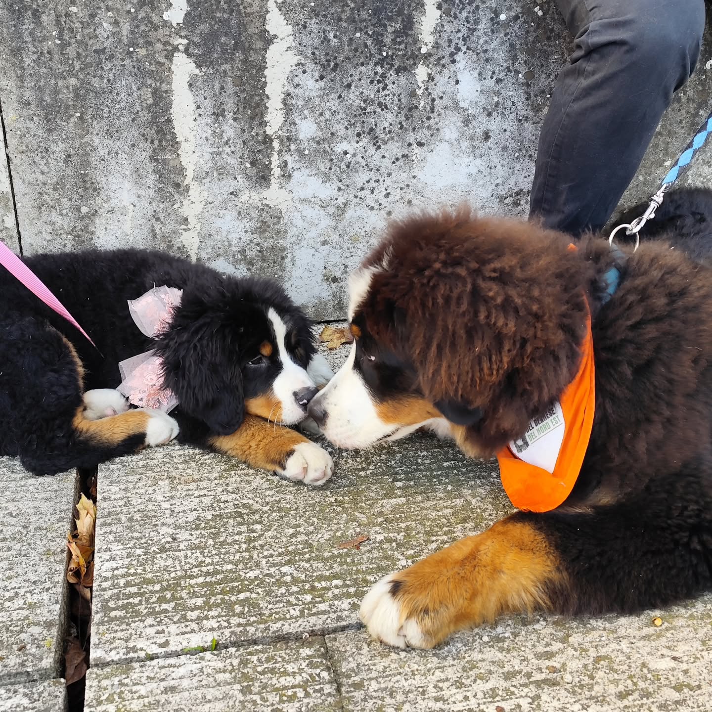 Come organizzare il vostro primo viaggio in Giappone - Walk to World