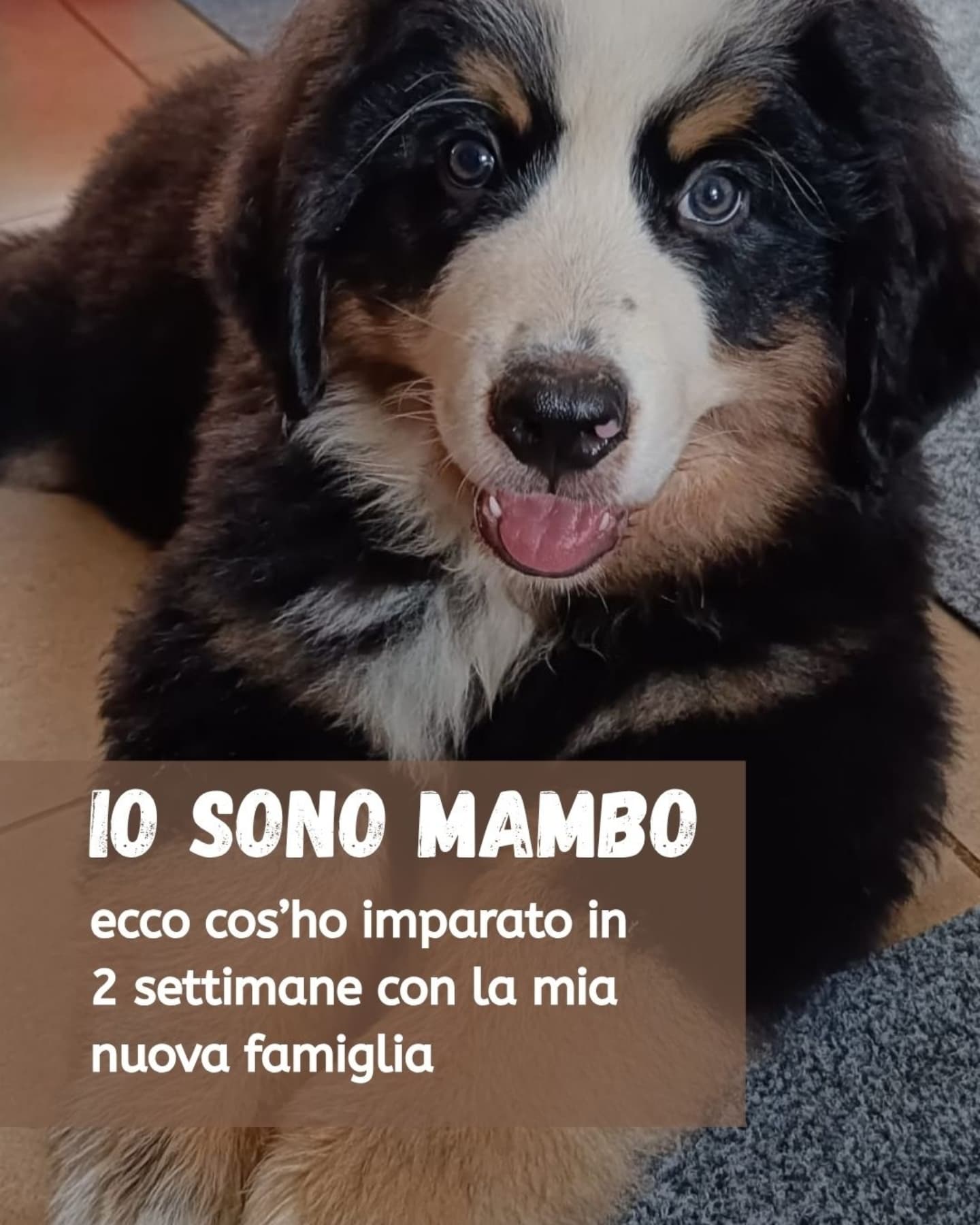 Recoaro Mille escursione al Monte Spitz e dal Rifugio Montefalcone ...
