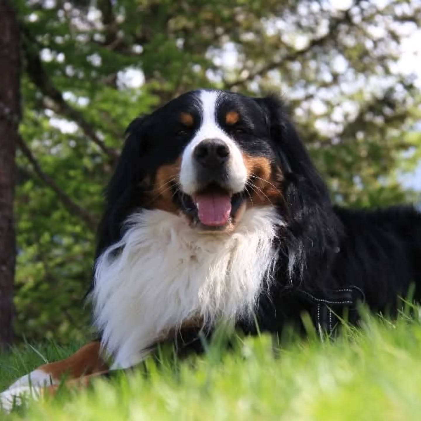 La Monkey Forest di Ubud: informazioni e consigli - Walk to World